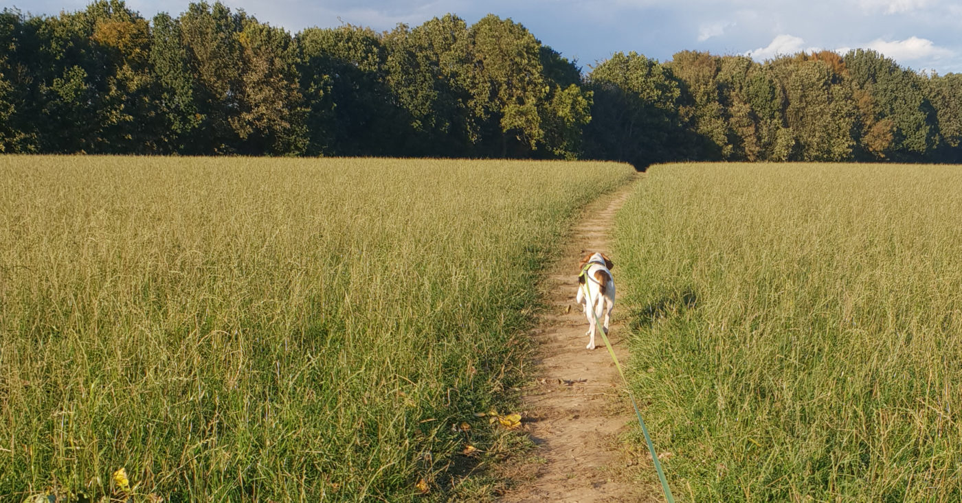 Homepage - Pickering Dog Walking
